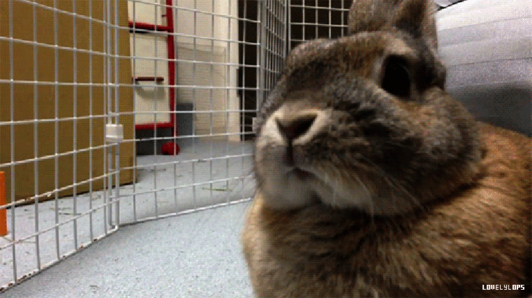 6C8051002 Anigif | PDF