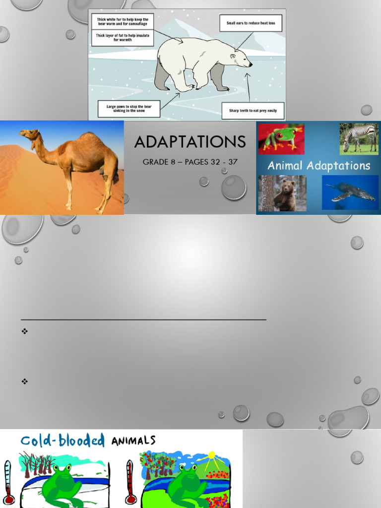 Adaptations of Plants and Animals | PDF | Leaf | Succulent Plant