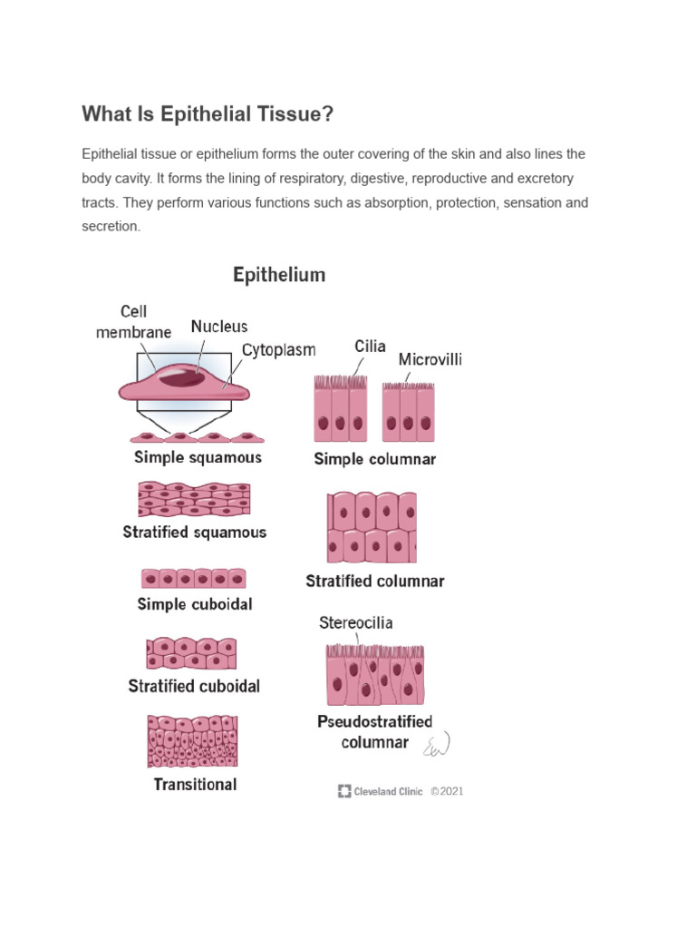 Epithelial Tissue | PDF | Epithelium | Tissue (Biology)