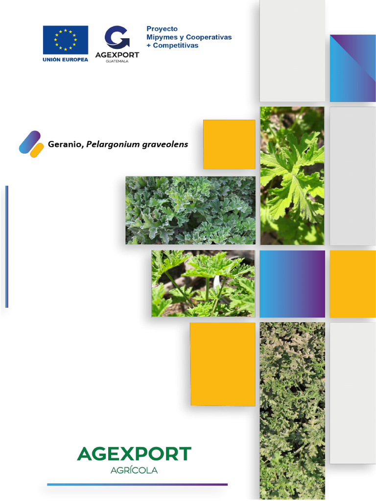 Guia de Cultivo de Geranio | PDF