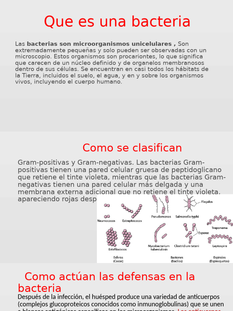 Que Es Una Bacteria | PDF | Sistema inmune | Infección