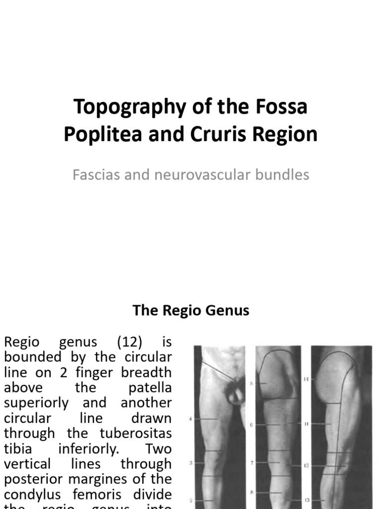 Topography of the Fossa Poplitea and Cruris Region | PDF | Human Leg | Knee