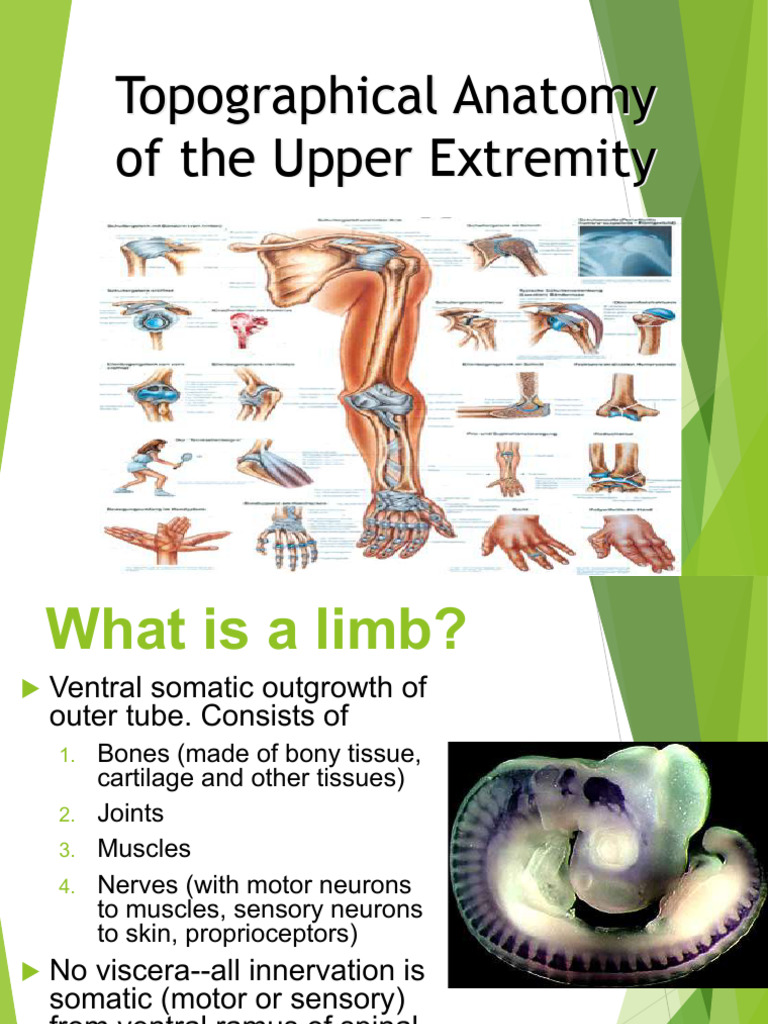l8-Topographical Anatomy of the Upper Limbs_compressed | PDF | Elbow | Arm