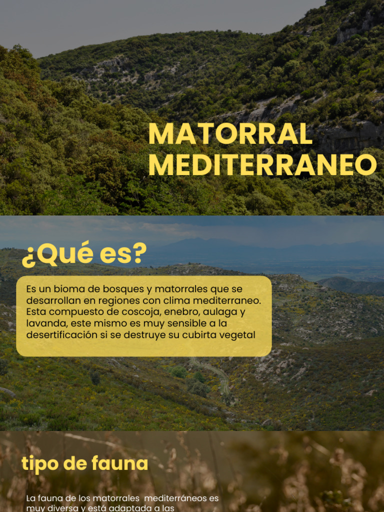Matorral Mediterráneo: Flora y Fauna | PDF | Entorno natural | Naturaleza