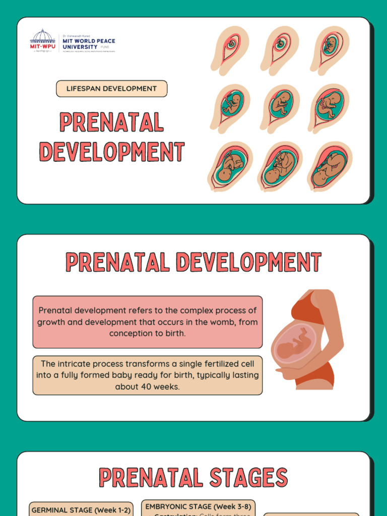 Prenatal | PDF | Prenatal Development | Fetus