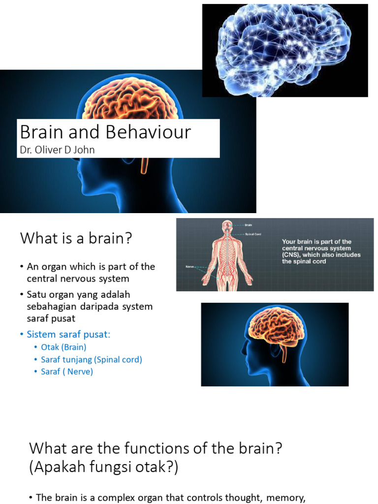 Brain and Behaviour | PDF | Ear | Retina