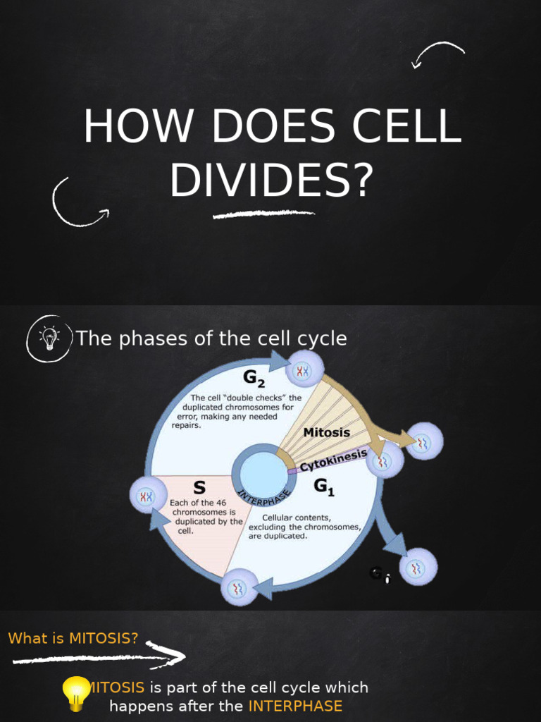 Cell Division: Mitosis & Meiosis Basics | PDF