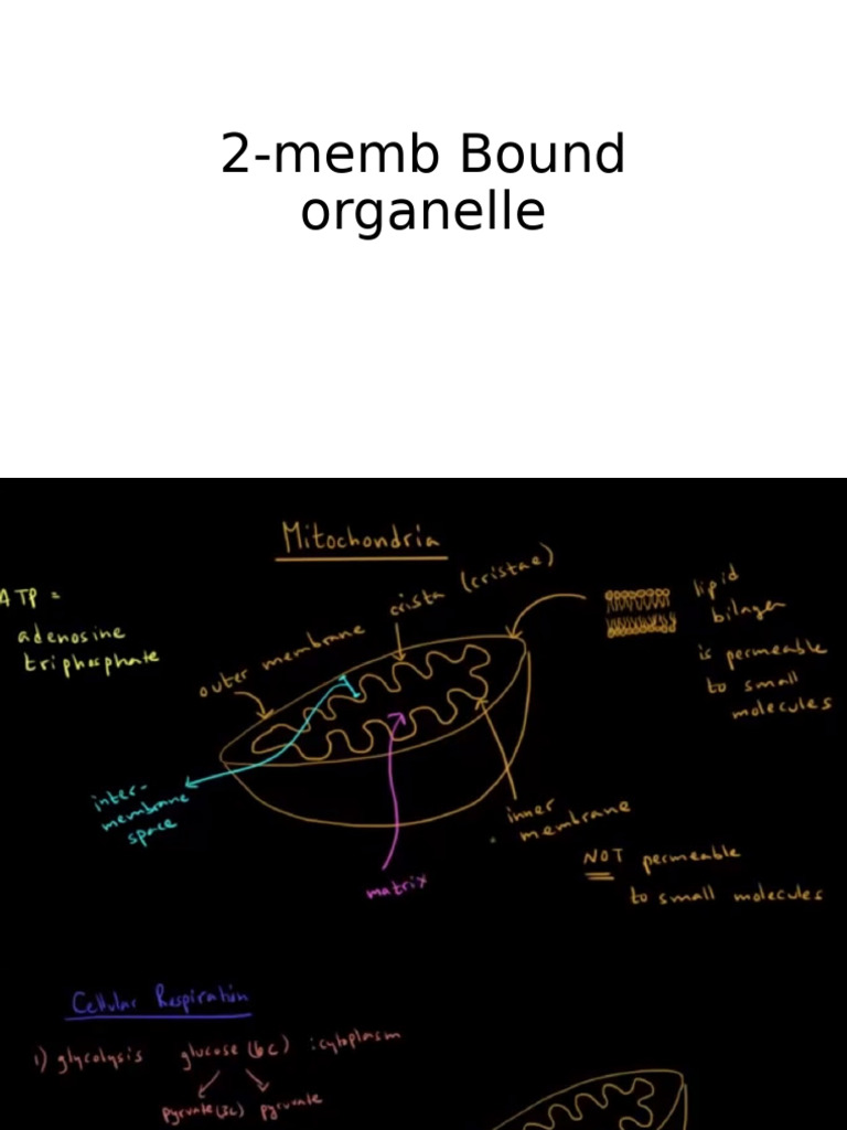 Double-Membrane Bound Organelle | PDF