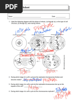 Mitosis Phases Drawing Guide | PDF