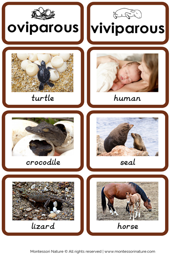 Viviparous and Oviparous Animals Sort Montessori Nature Free Printable ...
