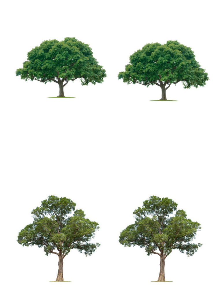 Pohon Bavis | PDF