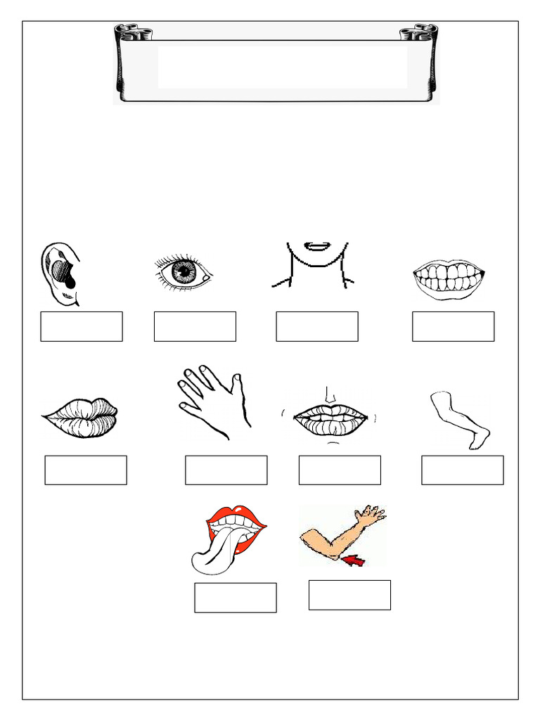 LKG Science Evaluation Worksheet | PDF