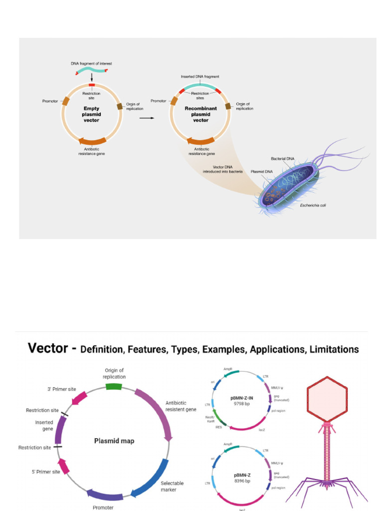 Transformation Selection And Screening Pdf Sequencing Transformation Genetics