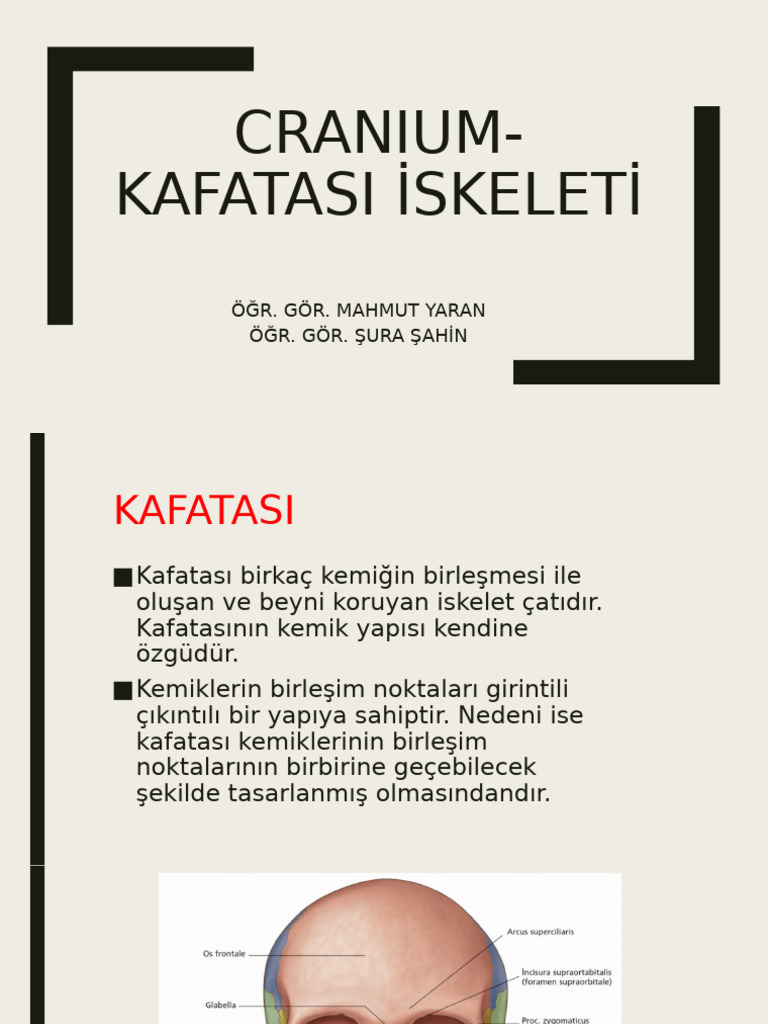 4 Cranium- Kafatasi i̇skeleti̇ | PDF
