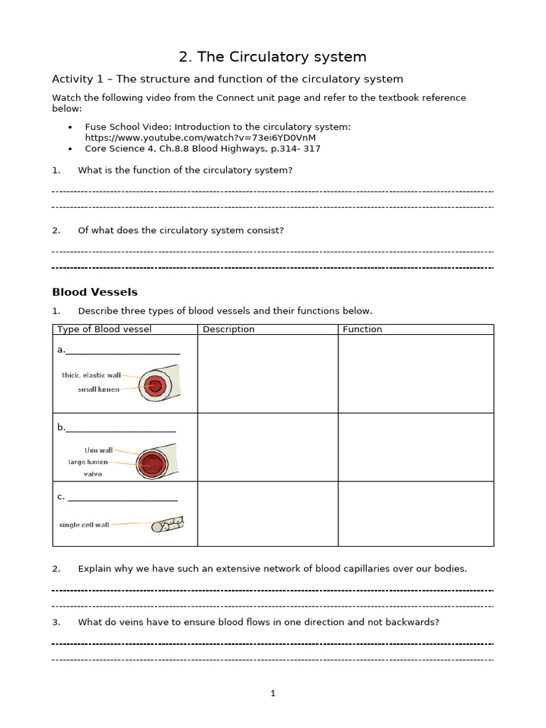 The Circulatory system | PDF | Heart | Vein