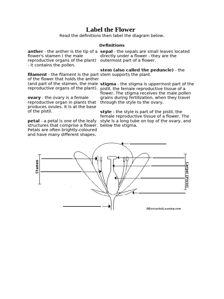 Label the Flower | PDF