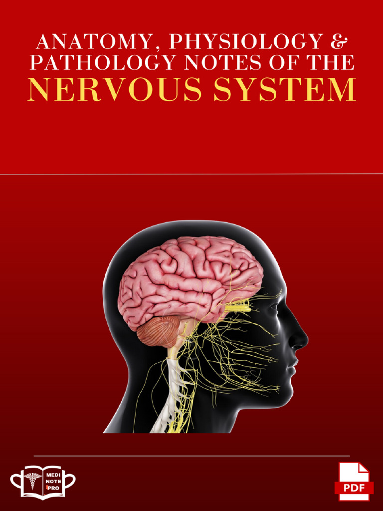 Nervous System | PDF | Spinal Cord | Central Nervous System