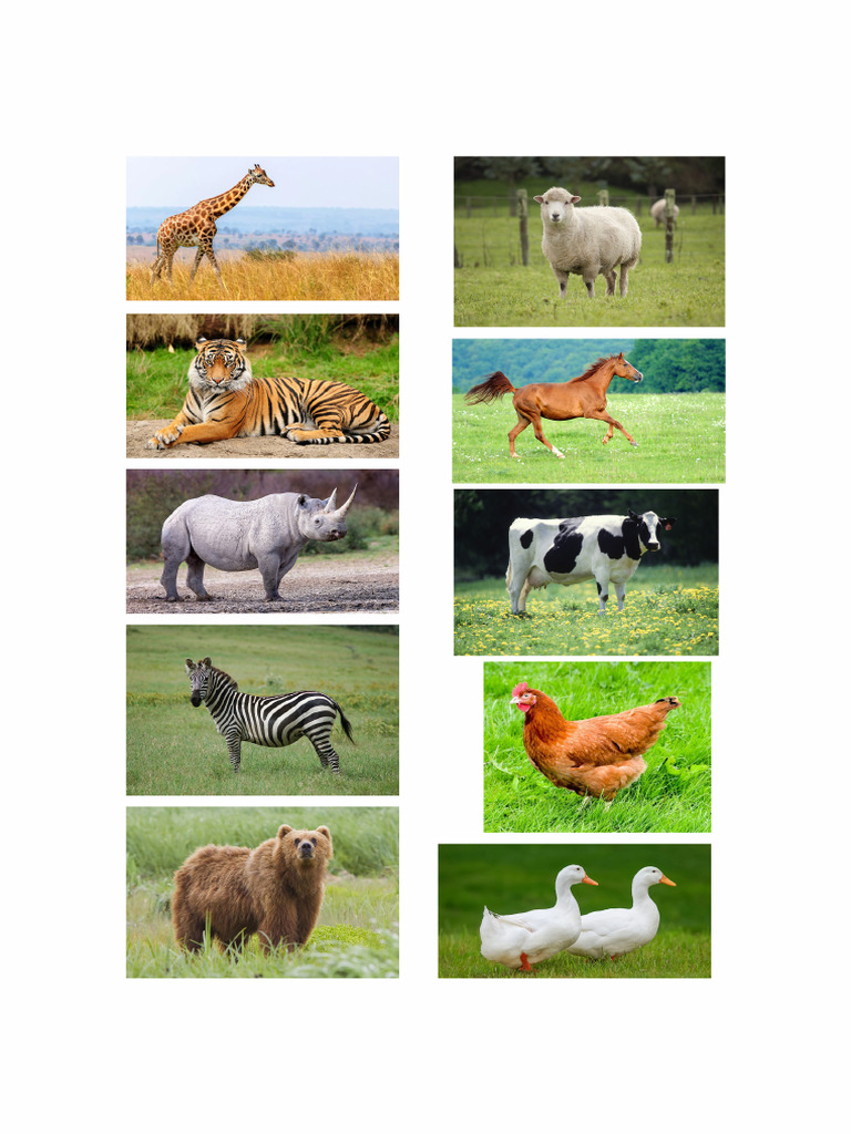 Animals | PDF