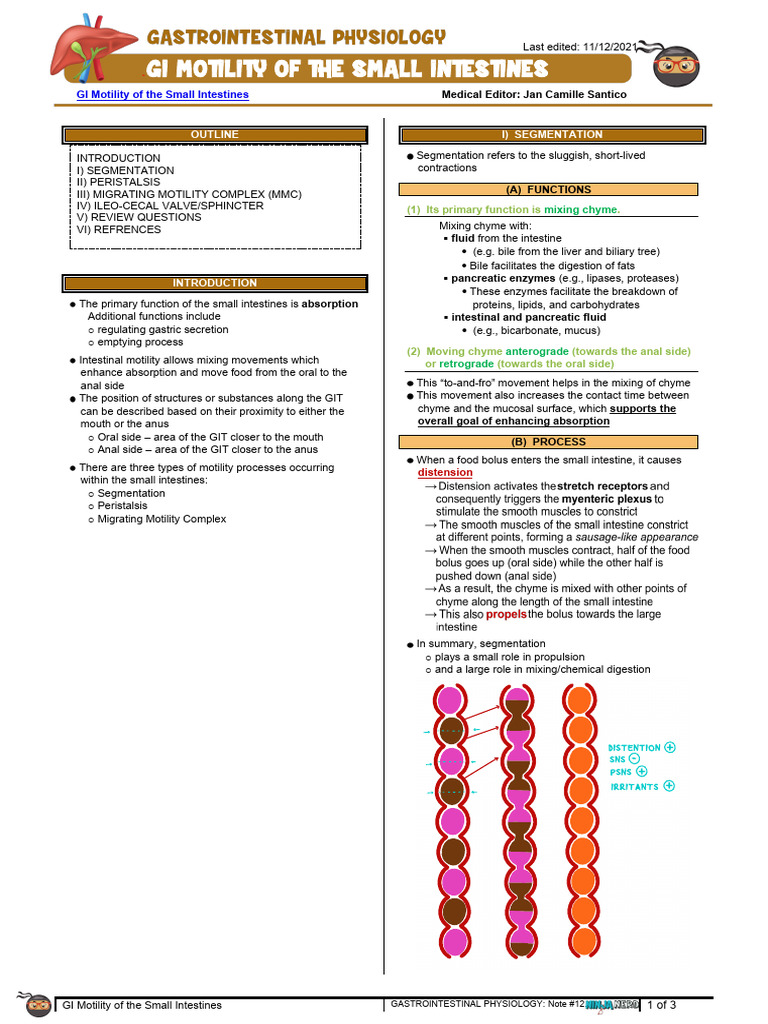 312 - Gastrointestinal Physiology) GI Motility of The Small Intestine ...