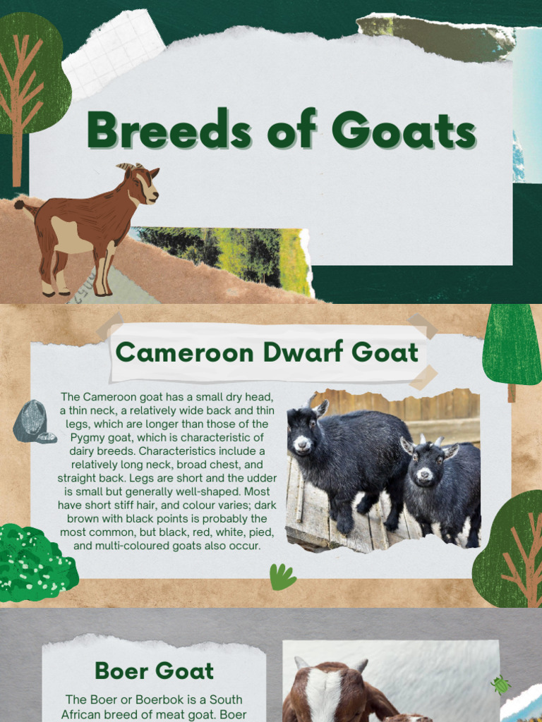 Breeds of Goats | PDF | Goat | Mammal Breeds