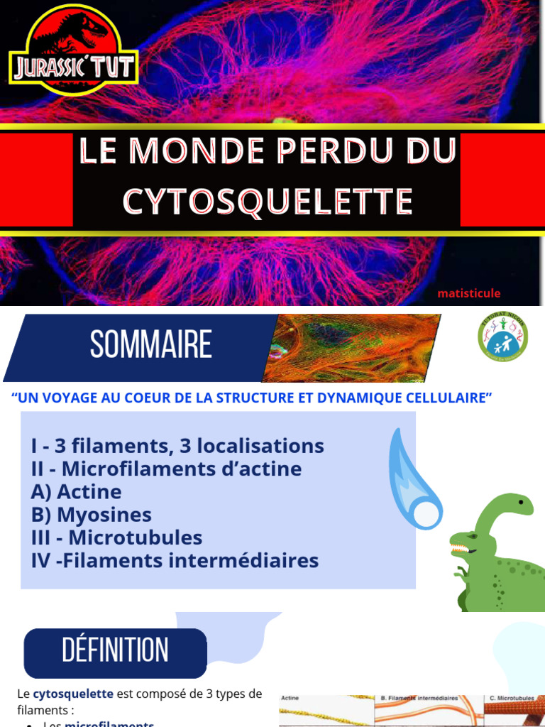 Biologie Cellulaire - Cours N°3 - Diapo - Cytosquelette | PDF ...