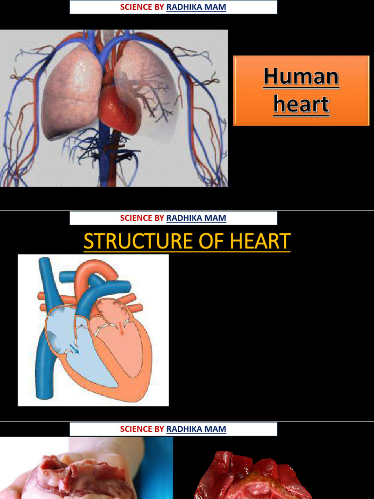078 Biology Circulatory System Heart Circulatory System | PDF
