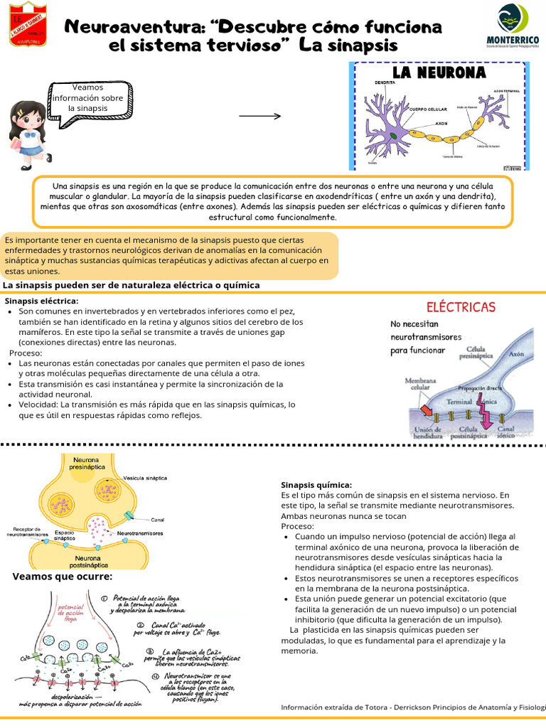 FICHA INFORMATIVA SISTEMA NERVIOSO | PDF | Sinapsis | Sinapsis química