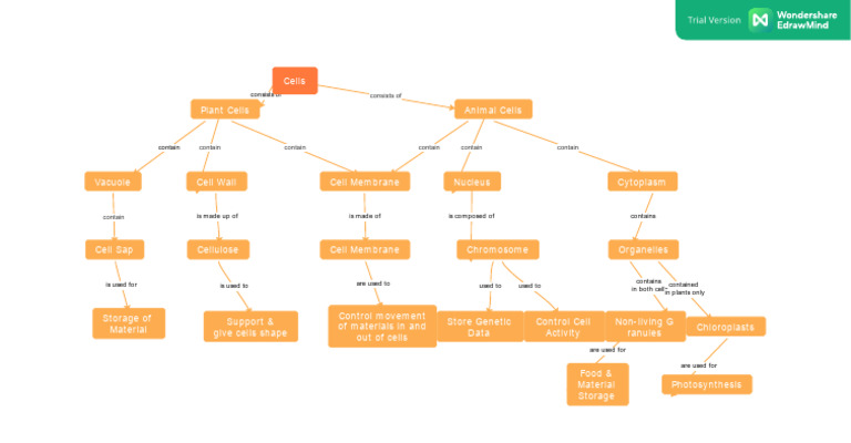 Plant Cells and Animals Cells Concept Map1 | PDF | Cell Biology | Anatomy