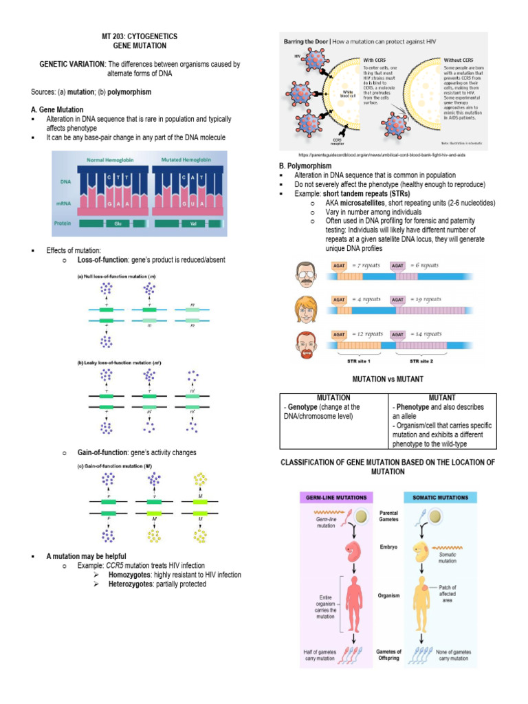 MT 203 Gene Mutation | PDF | Dna Repair | Mutation