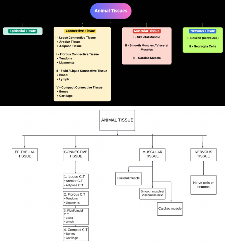 Animal Tissue Flowcharts | PDF