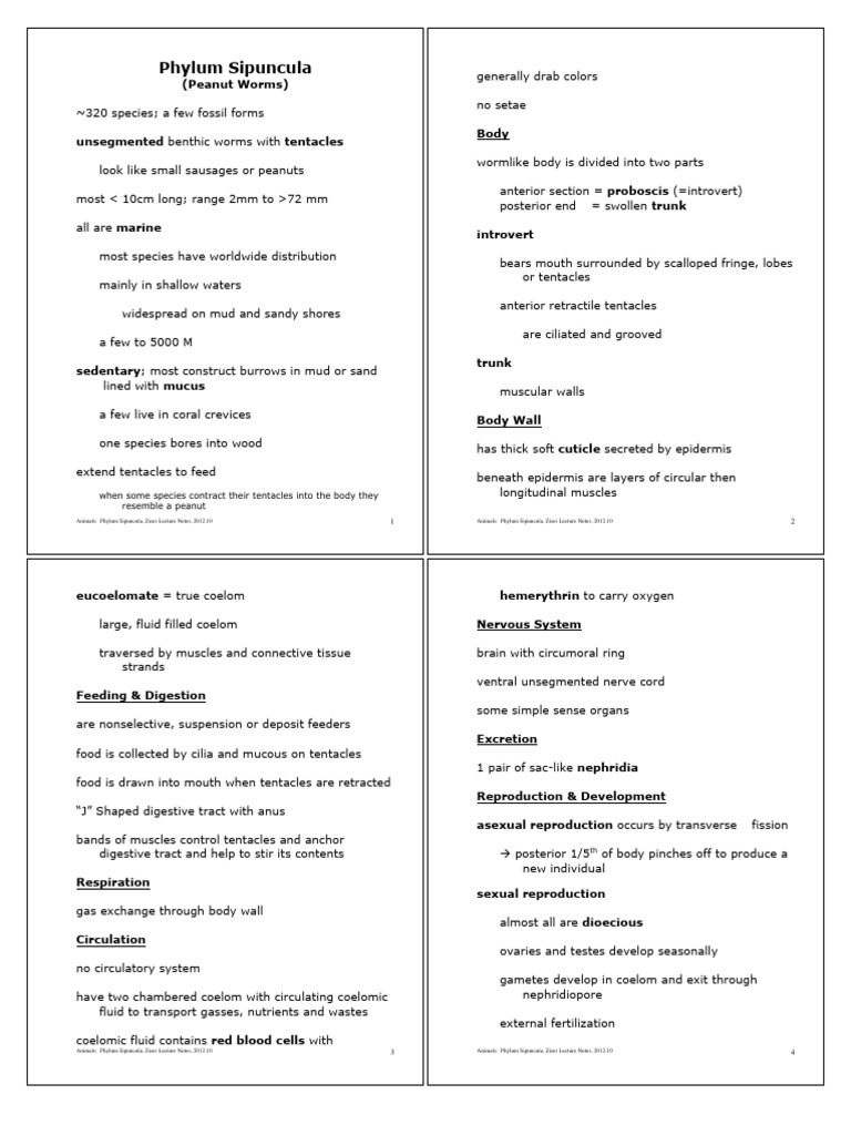 Phylum Sipuncula | PDF | Home & Garden | Science & Mathematics