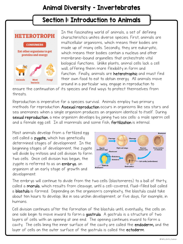 Animal Reproduction and Development Explained | PDF | Sexual ...