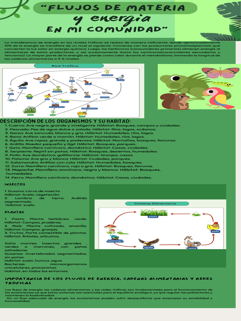 Flujos de Energía, Cadena Alimentarias y Redes Troficas | PDF | Entorno ...