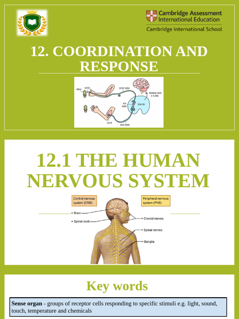 Coordination and Response | PDF | Nervous System | Neuron
