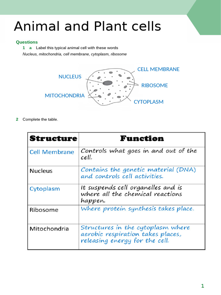 L2 Animal and Plant Cells MS | PDF | Cell (Biology) | Chloroplast