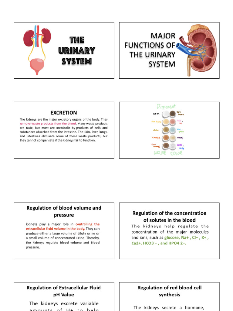 Urinary System | PDF