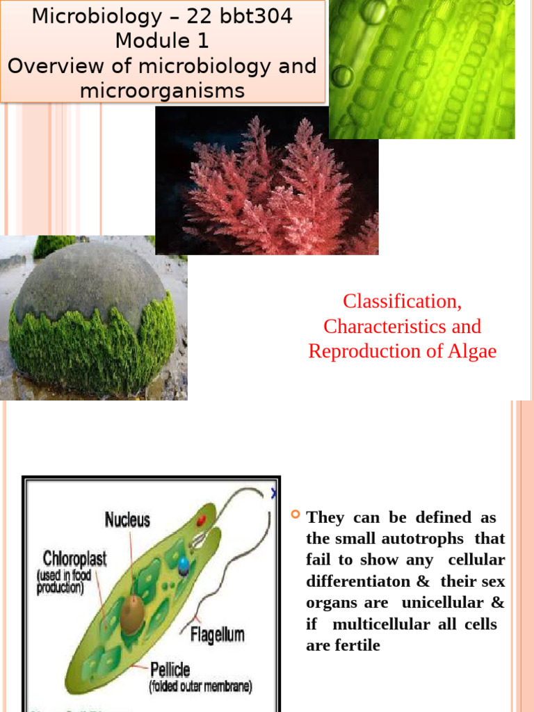 MicBio Module1-9. Algae Classification, Characterisation and ...