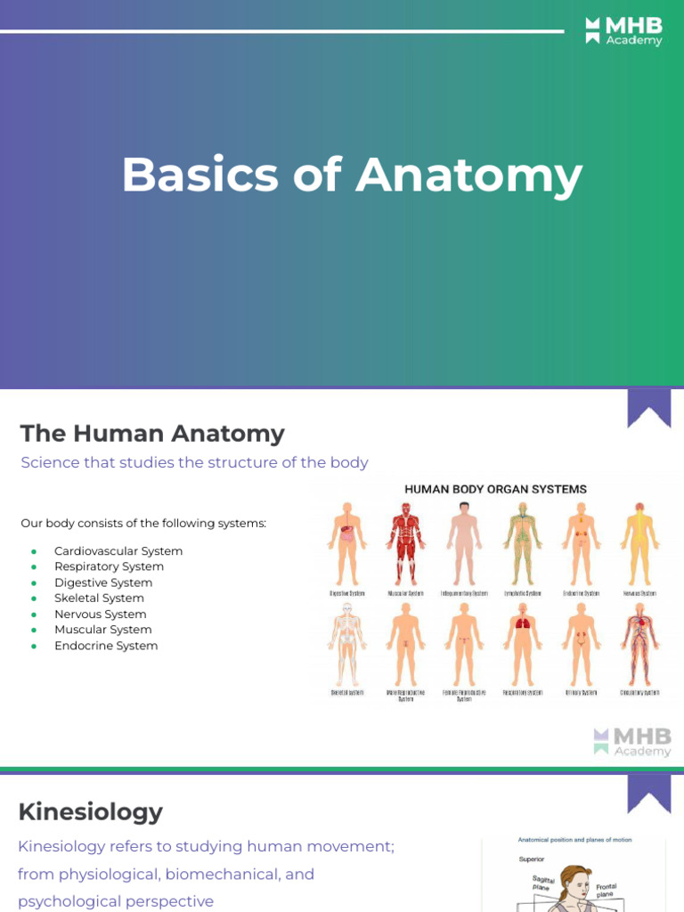 1924275-Basics of Anatomy N | PDF | Cellular Respiration | Anatomical ...