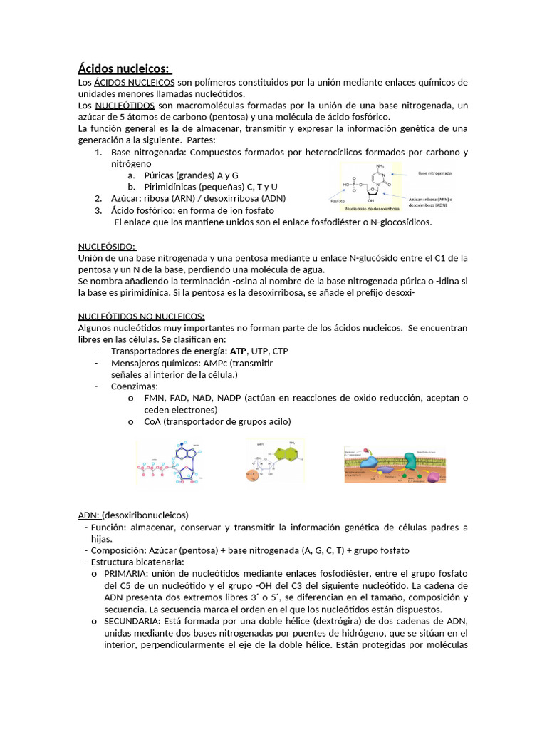 Ácidos Nucleicos | PDF | Rna | Adn