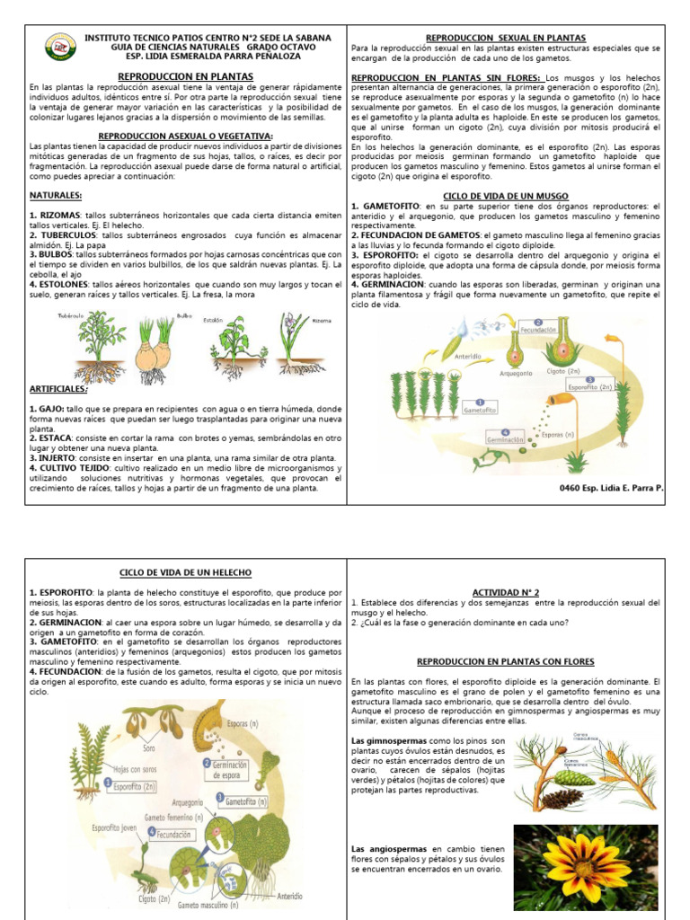 Reproducción del Musgo en Plantas | PDF | Flores | Plantas
