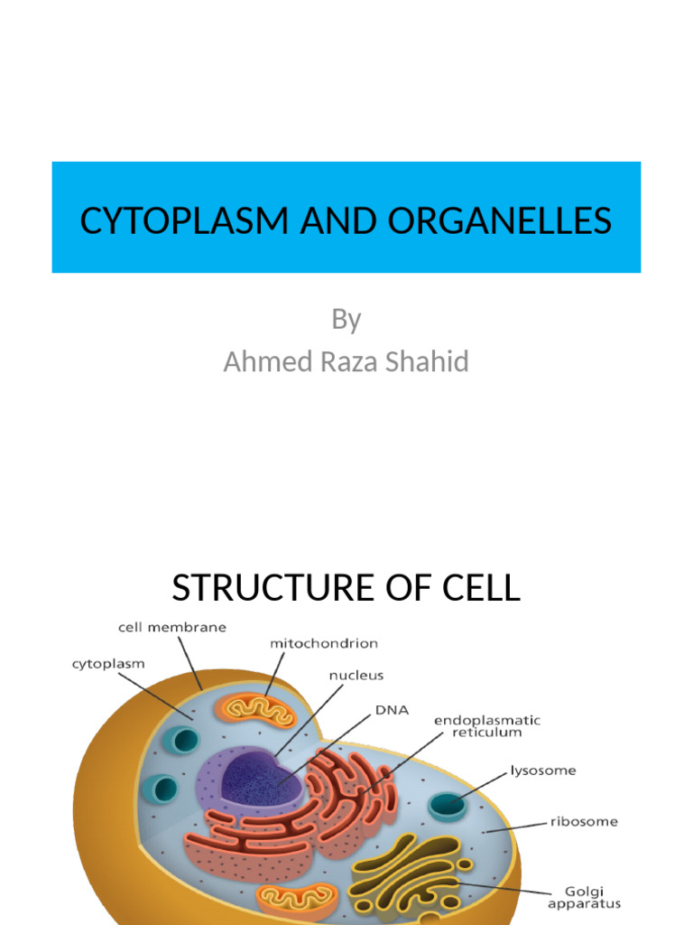 Cytoplasm and Organelles 3 | PDF | Endoplasmic Reticulum | Lysosome