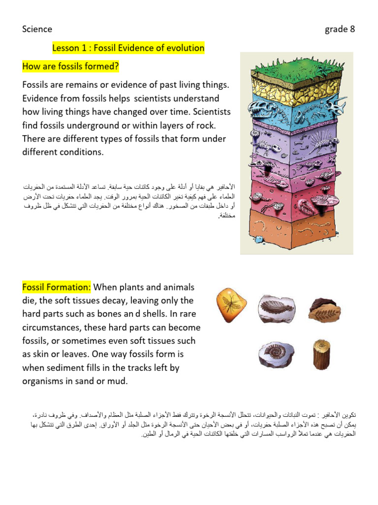 Module 3 _lesson_1_Fossil_Evidence_of_evoluation | PDF