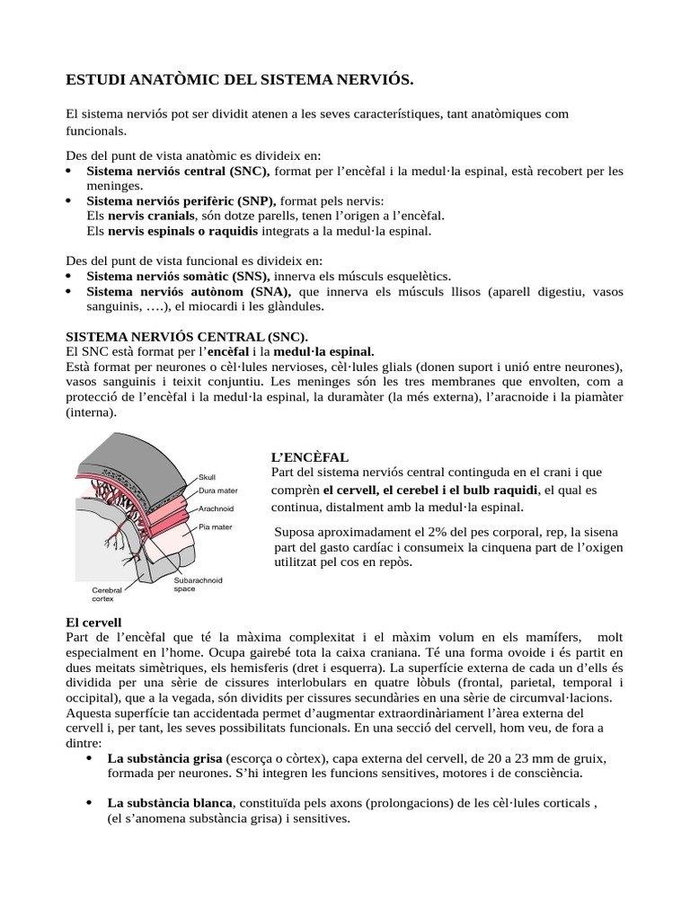 Anatomia S.Nerviòs | PDF