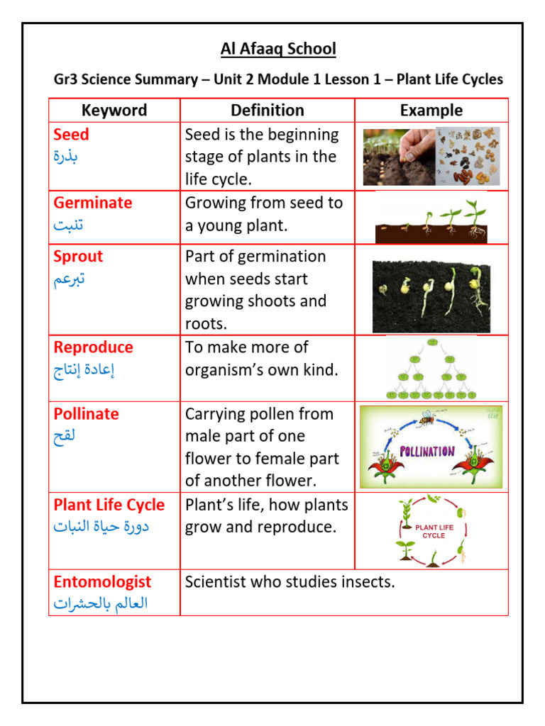 Plant Life Cycles for Grade 3 Science | PDF | Flowers | Seed
