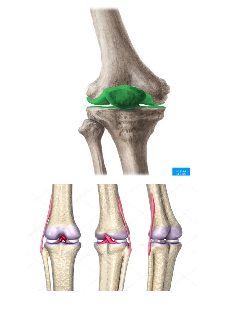 Art. Rodilla | PDF