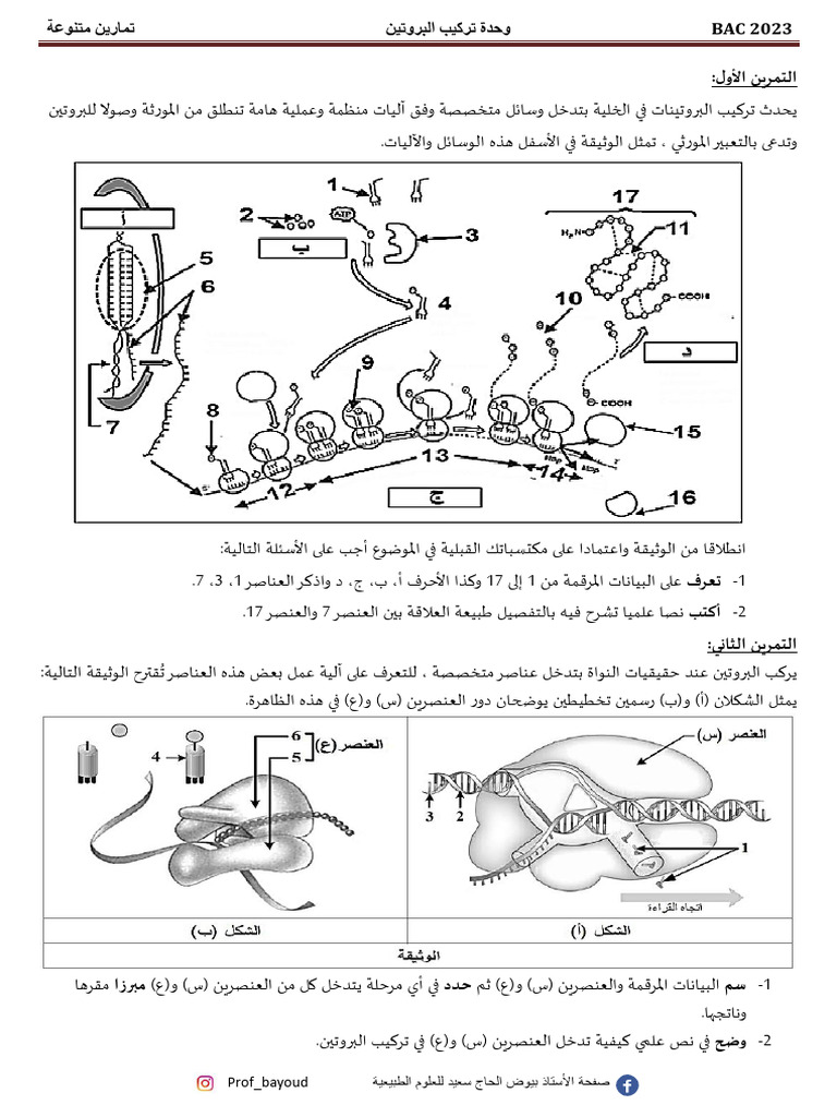 Prof Bayoud | PDF