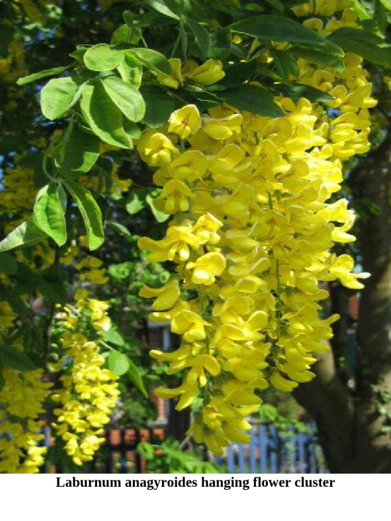 Cataloc Arbori Si Arbusti Ornamentali | PDF