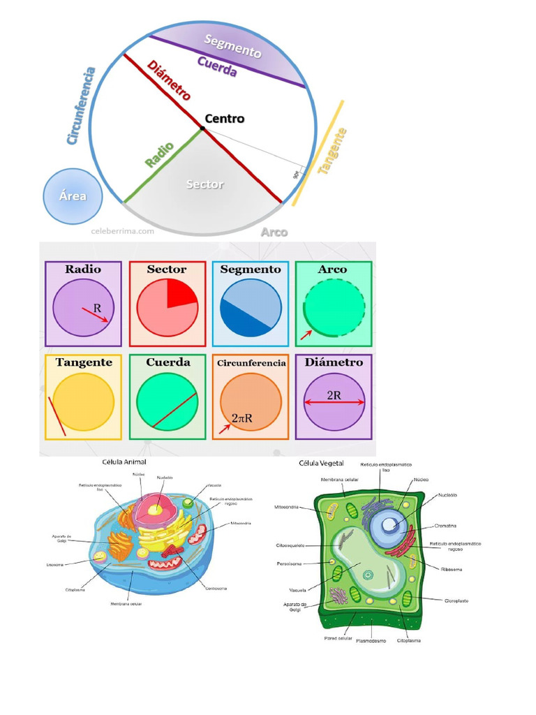 Celulas y Circulo | PDF