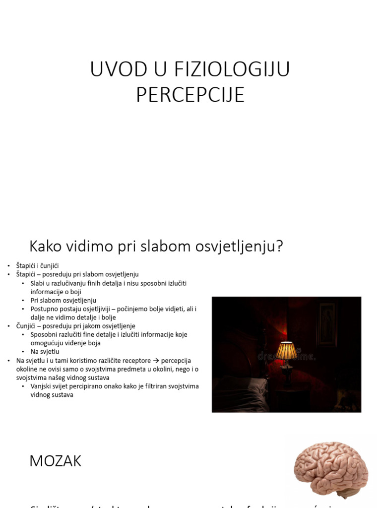 Uvod U Fiziologiju Percepcije (2), Neuroni I Percepcija | PDF