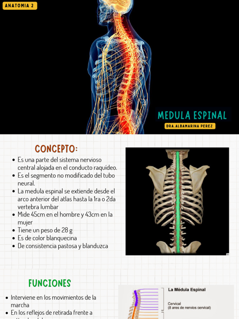 Anatomia 2 Tema #2 Medula Espinal | PDF | Médula espinal | Neurona